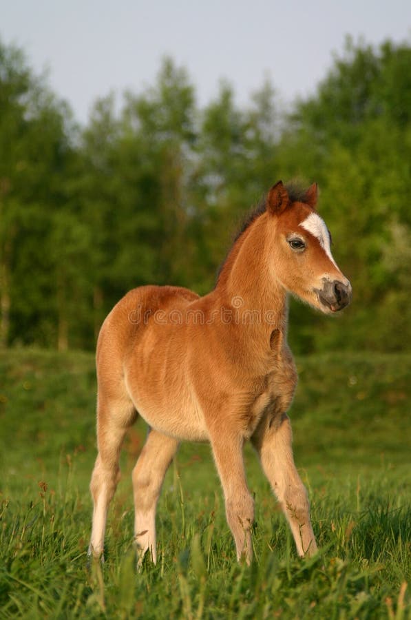 Brown welsh pony foal stock photo. Image of horse, equus - 775448