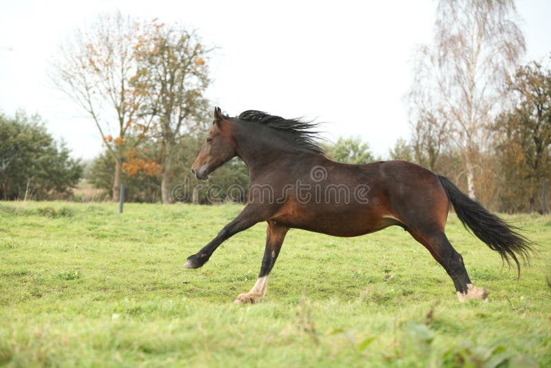 Brown Welsh Pony Mare Running Stock Image - Image of pasturage, strong ...