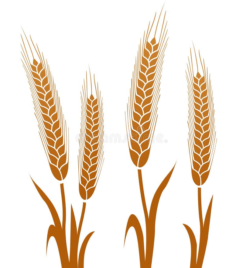 Wheat Design on White Background Stock Vector - Illustration of crop ...