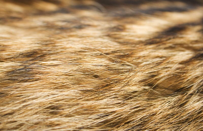 Brown and White Animal Fell Texture Stock Image - Image of macro ...