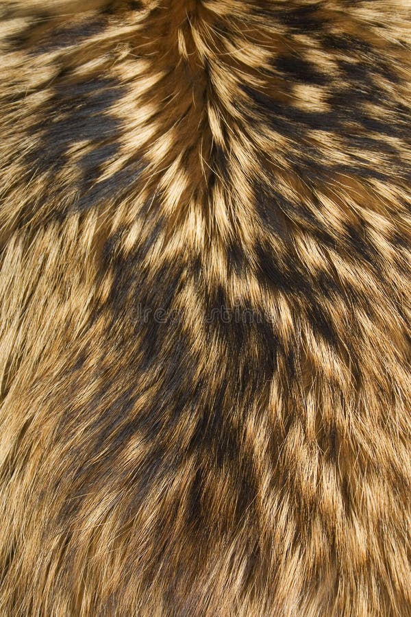 Brown and White Animal Fell Texture Stock Photo - Image of color, fauna ...