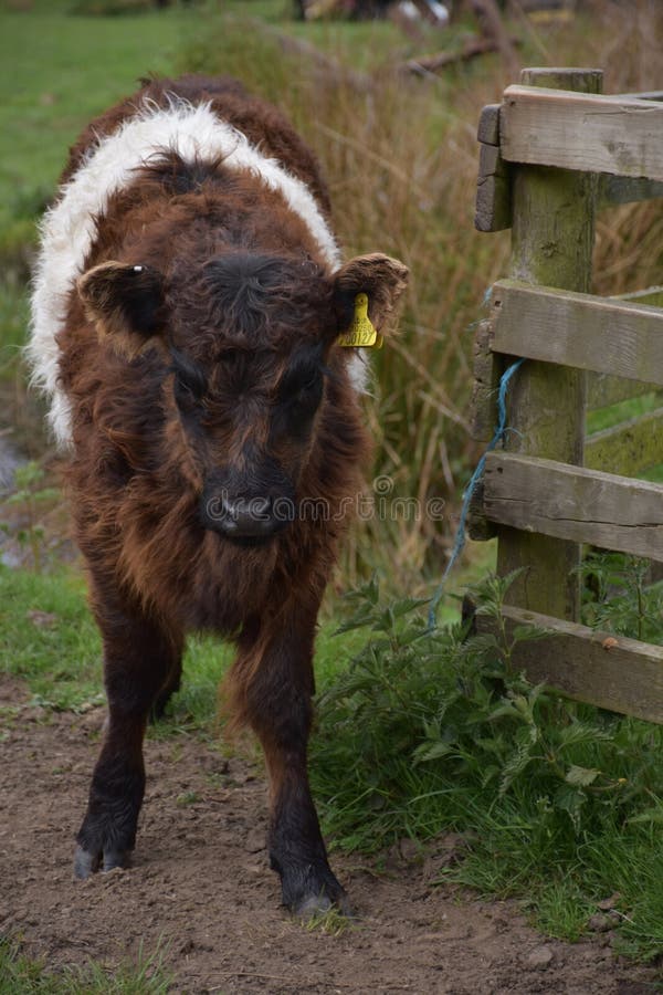 Brown and White Belted Galloway Calf in the Springtime Editorial Image ...