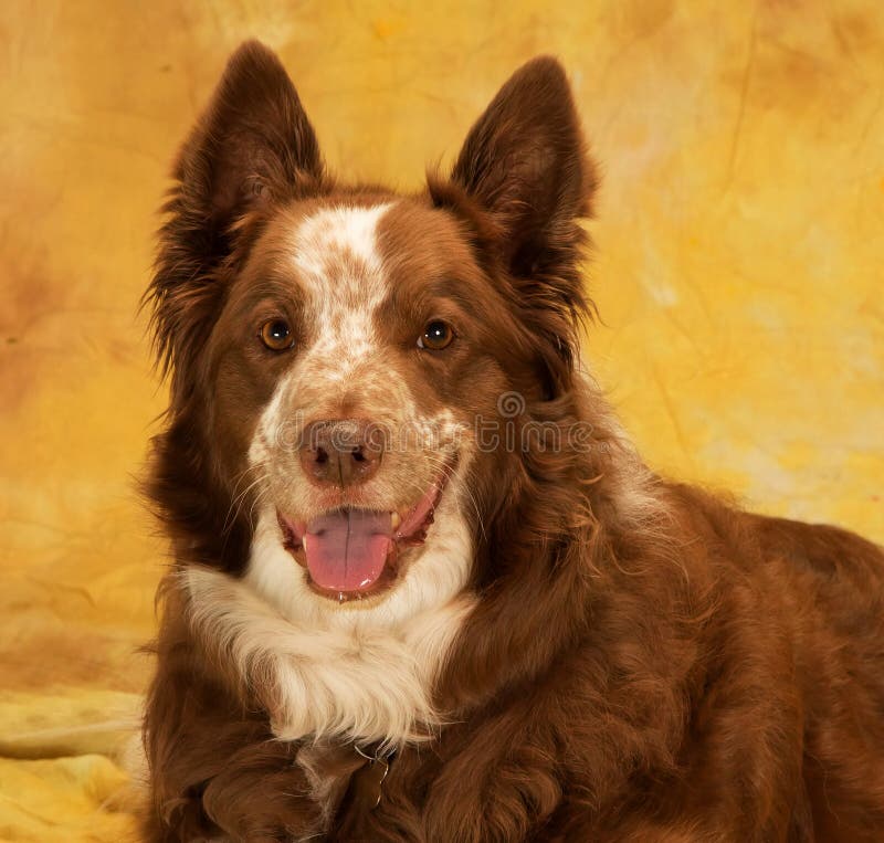 Brown and White Border Collie Head Shot Stock Image - Image of puppy ...