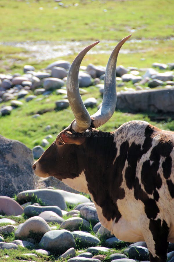 Brown and White Brahma Bull Stock Image - Image of boulder, scenic: 5104873
