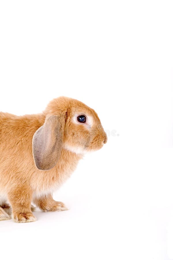 Brown-white Bunny Picture. Image: 3190599