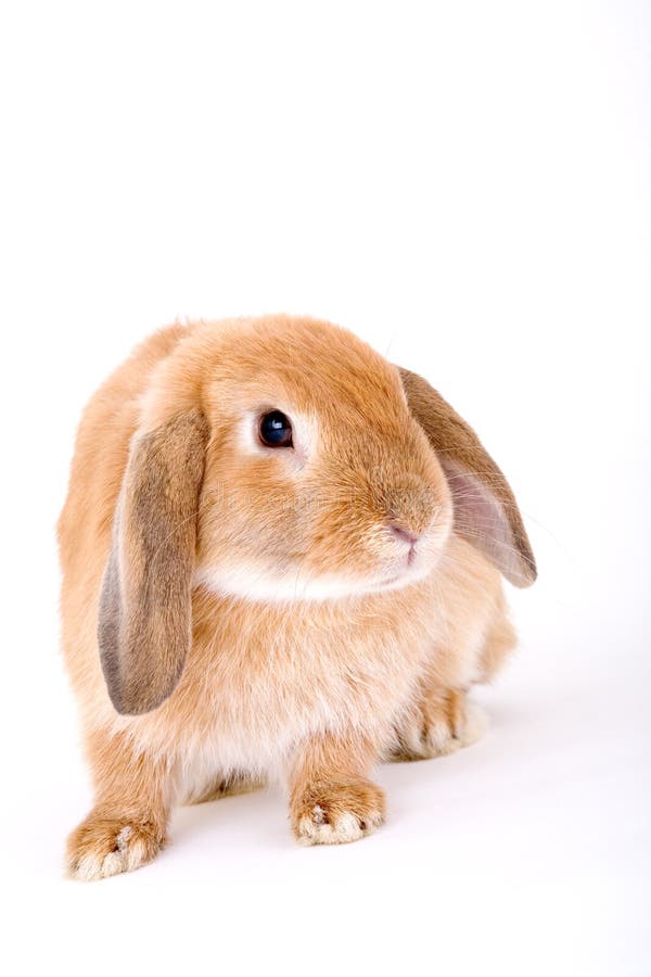Bunny rabbit stock photo. Image of small, ears, bunny - 2296574