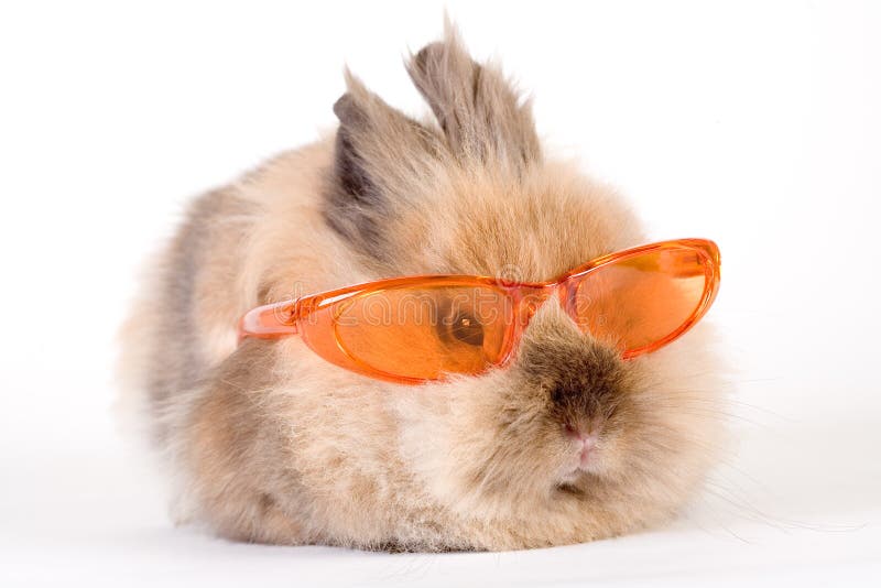 Brown-white bunny stock image. Image of small, clean, fleecy - 9853283
