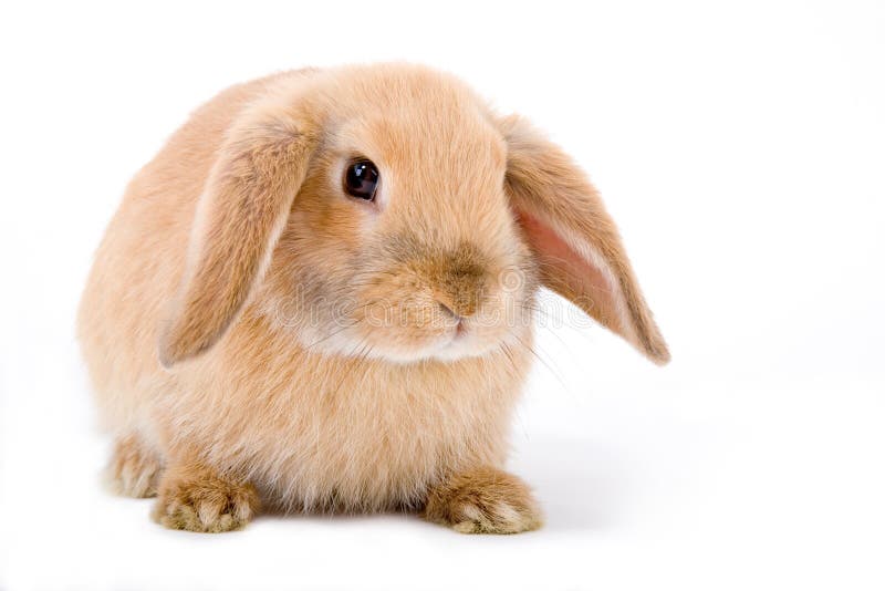 Brown-white Bunny, Isolated Stock Photo - Image of domestic, ears: 2507234