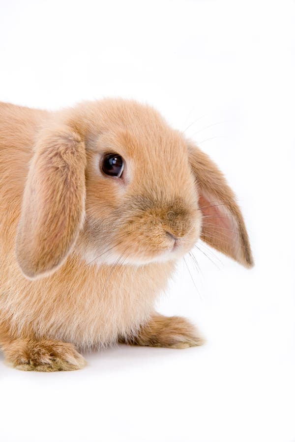 Brown-white bunny stock photo. Image of farm, breeding - 2487074