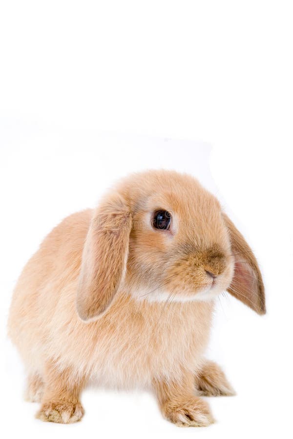 Brown-white Bunny, Isolated Stock Photo - Image of tiny, ears: 2735474