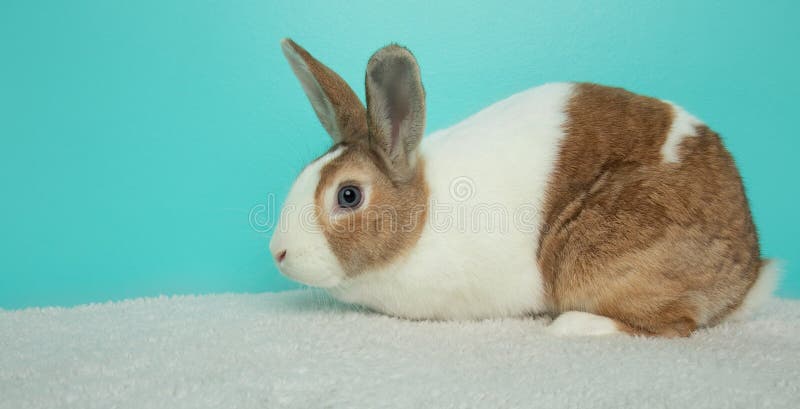 Brown and White Bunny Rabbit with Blue Eyes on a Blanket Stock Photo ...