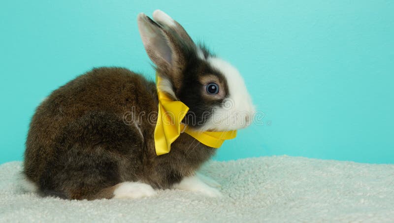 Brown and White Bunny Rabbit with Blue Eyes Wearing a Yellow Bow Tie ...