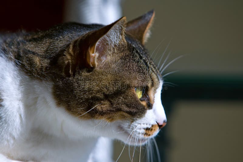 Brown and white cat stock photo. Image of whiskers, kitten - 37541222