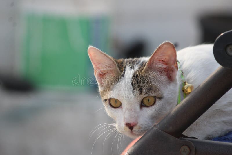 Brown and White Cat Eagerly Observing Its Surroundings Stock Photo ...