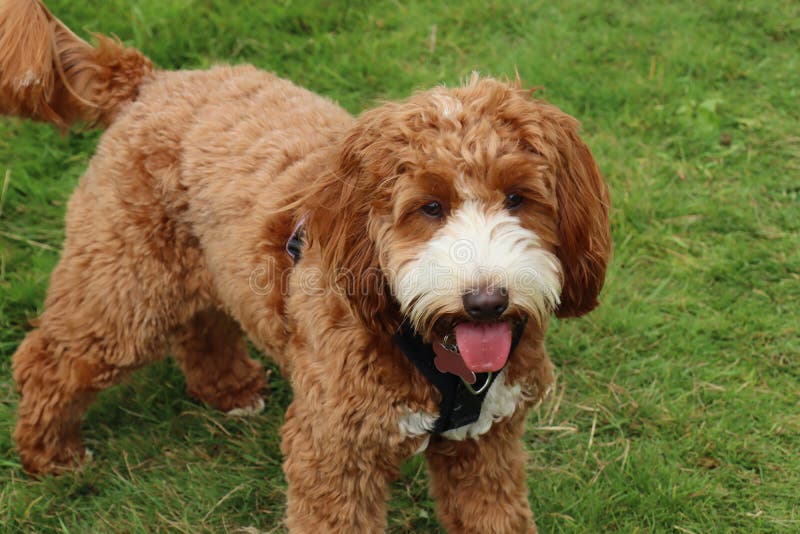 A Brown and White Cockapoo Waits on the Grass with Her Tongue Out Stock ...