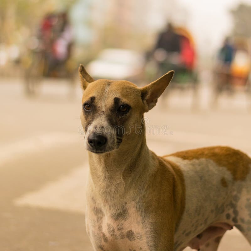 198 Indian Pariah Dog Stock Photos - Free & Royalty-Free Stock Photos ...