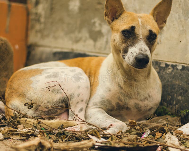 Indian Black Pariah Stock Photos - Free & Royalty-Free Stock Photos ...