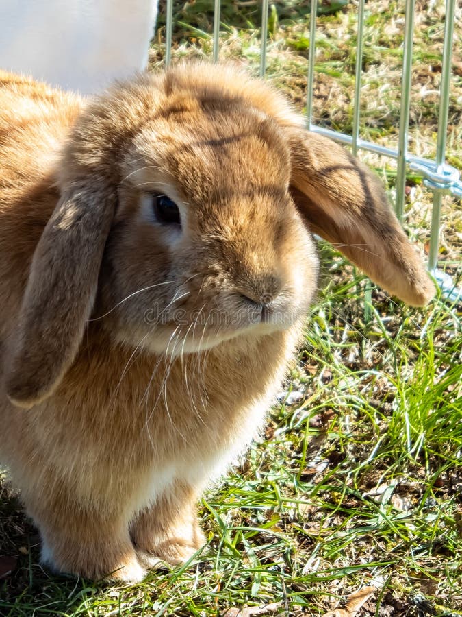 Brown and White Coloured Lop Rabbit with Ears Down on Grass Stock Image ...