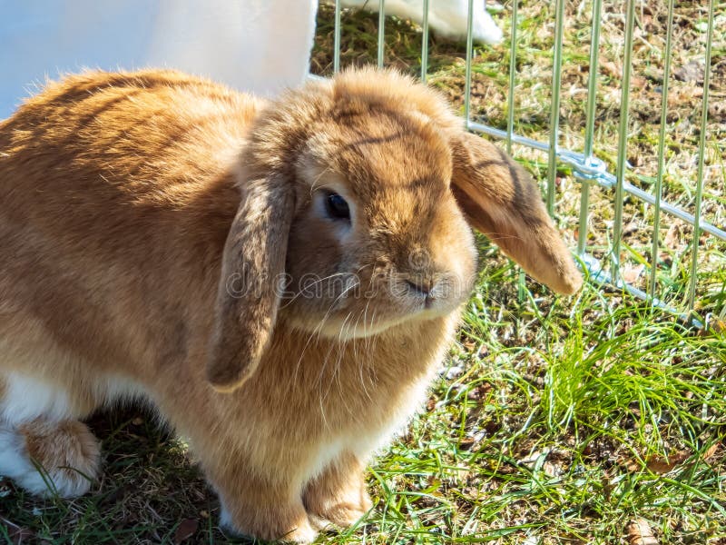 Brown and White Coloured Lop Rabbit with Ears Down on Grass Stock Photo ...