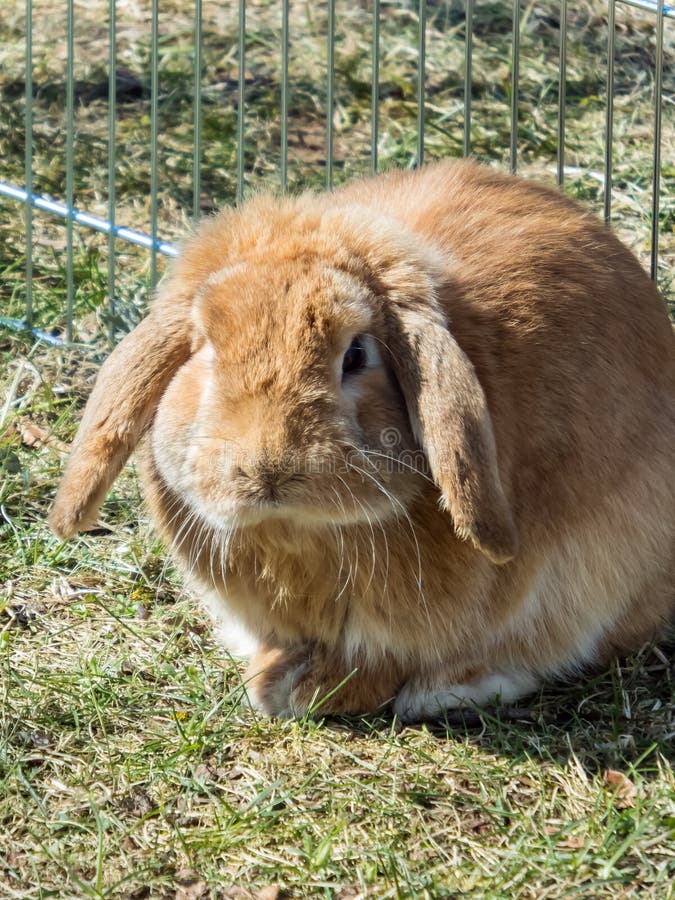 Brown and White Coloured Lop Rabbit with Ears Down on Grass Stock Image ...