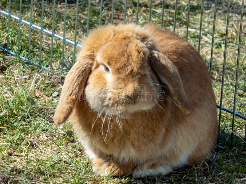 Brown and White Coloured Lop Rabbit with Ears Down on Grass Stock Image ...