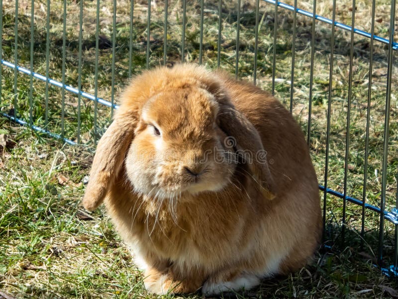 Brown and White Coloured Lop Rabbit with Ears Down on Grass Stock Photo ...