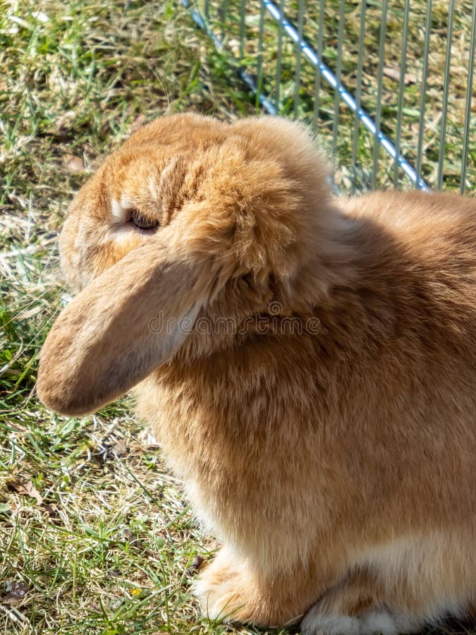 Brown and White Coloured Lop Rabbit with Ears Down on Grass Stock Image ...
