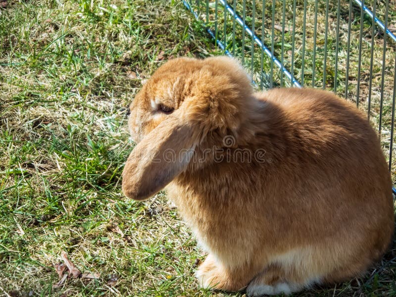 Brown and White Coloured Lop Rabbit with Ears Down on Grass Stock Photo ...