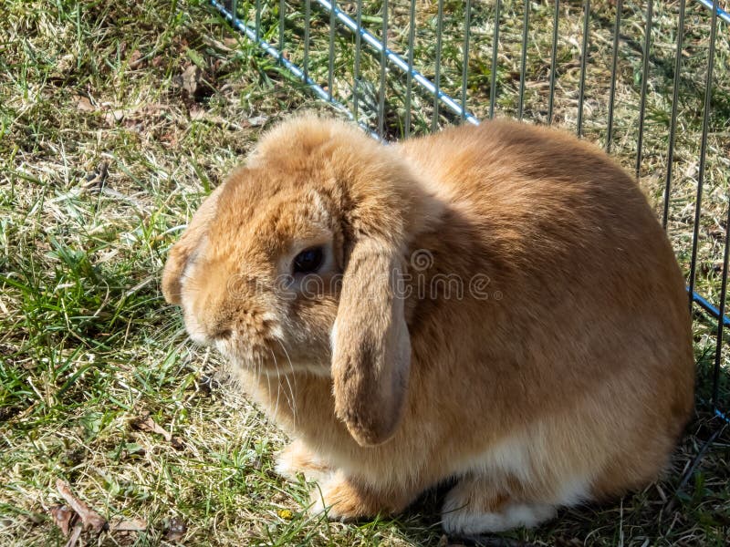 Brown and White Coloured Rabbit Lying on the Ground and Sunbathing in ...