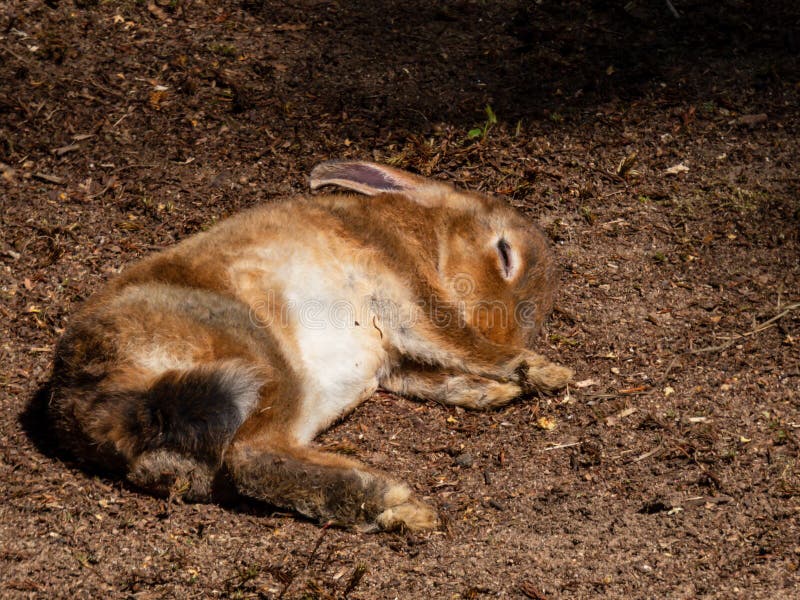 Brown and White Coloured Rabbit Lying on the Ground and Sunbathing in ...
