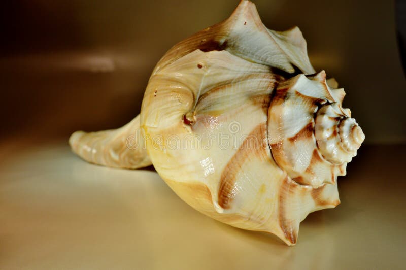 Conch shell stock photo. Image of bulb, french, fish - 130376978