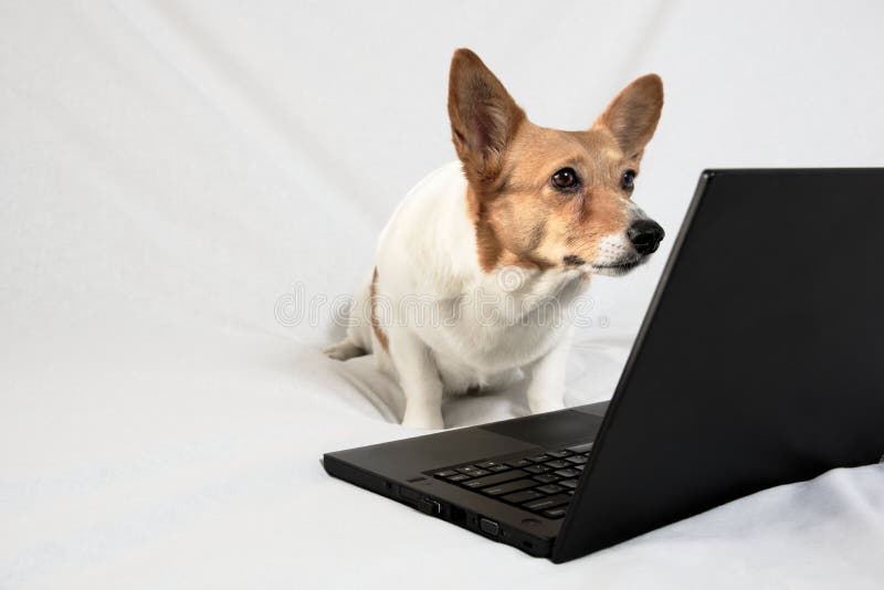 525 Corgi Laptop Stock Photos - Free & Royalty-Free Stock Photos from ...