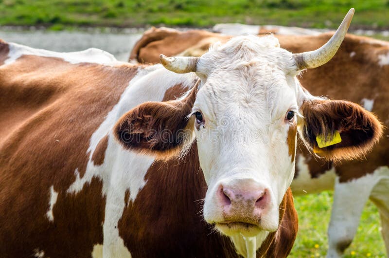 Brown and White Cow stock image. Image of blurred, cattle - 77982905