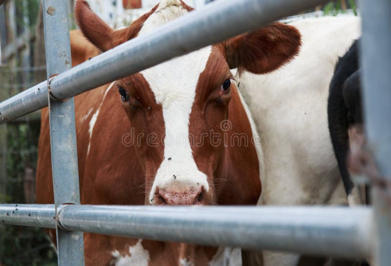 33,209 Cow Looking Stock Photos - Free & Royalty-Free Stock Photos from ...