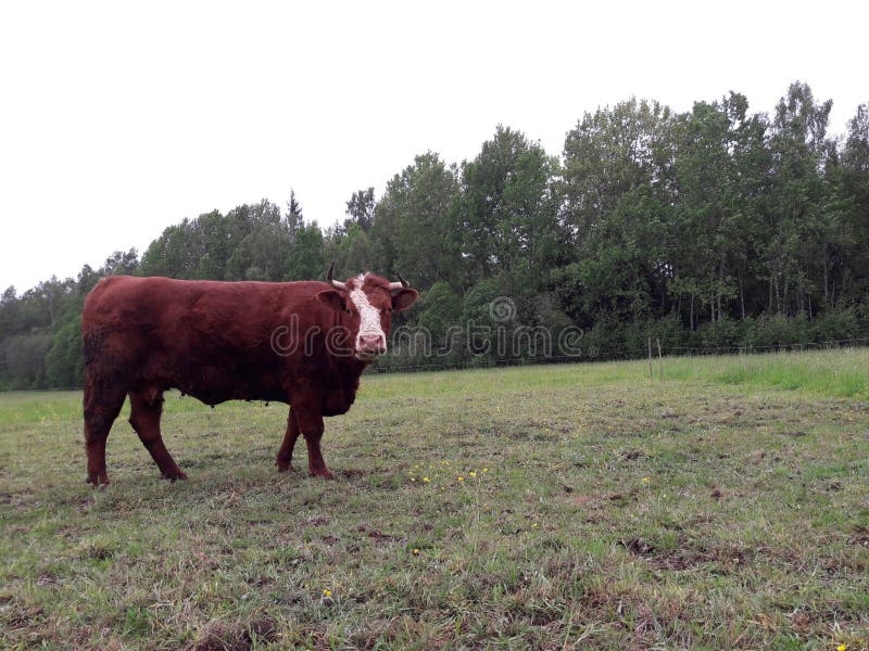 Cow watch on the camera stock photo. Image of farm, white - 150323028