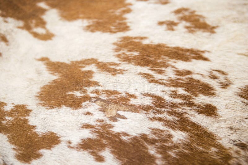 1,165 Animal Fell Texture Stock Photos - Free & Royalty-Free Stock ...