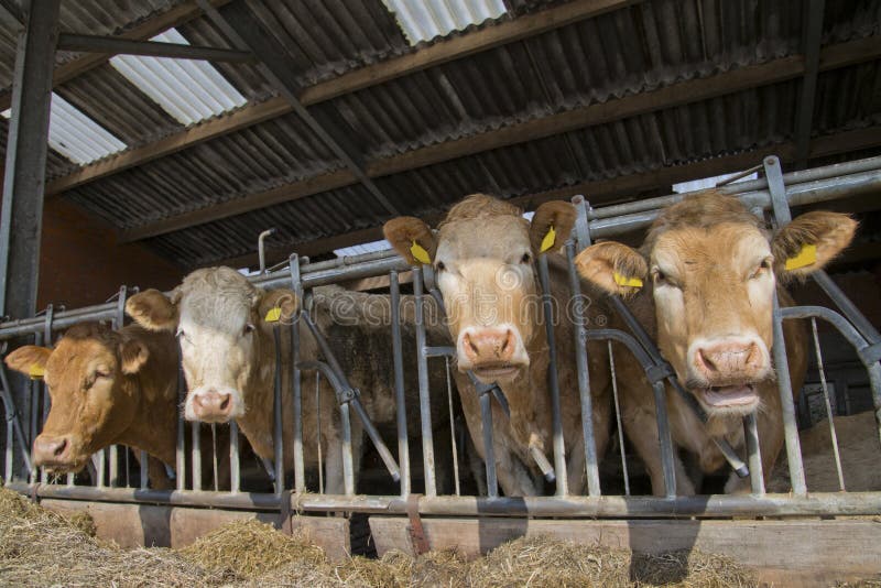 Cows in Stable stock image. Image of cage, animal, cattle - 11330367