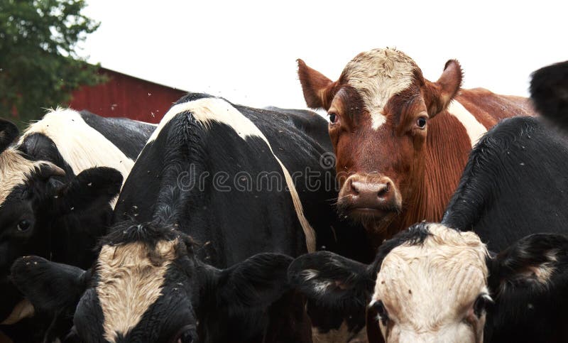 Brown and White Cow Standing Near Black and White Cows Stock Photo ...