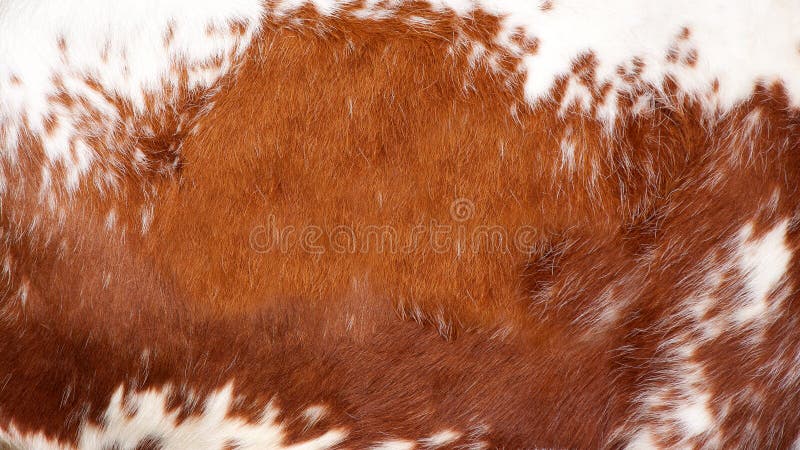 Cow pattern stock image. Image of structures, hides, animals - 17774391