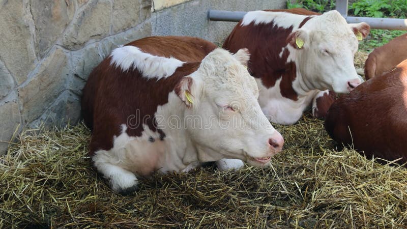 Cows Laying Down Farm stock footage. Video of farm, heat - 332376404