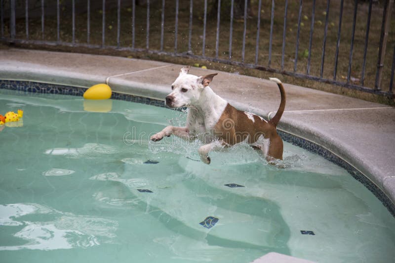Brown and White Dog Jumping into Pool Stock Photo - Image of summer ...