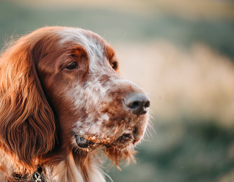Irish Red and White Setter stock illustration. Illustration of stands ...