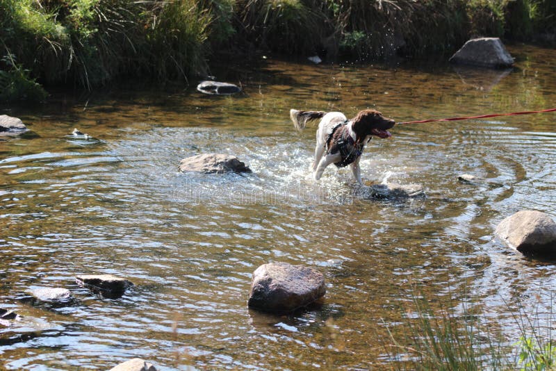 Dog in the stream stock photo. Image of brook, doggy - 197220540