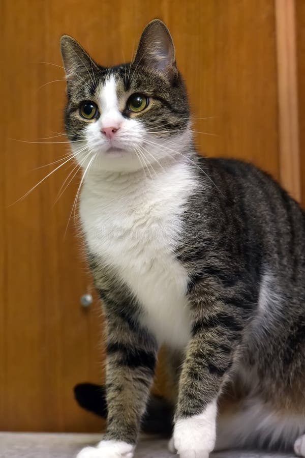Brown and white cat stock photo. Image of people, hair - 155725992