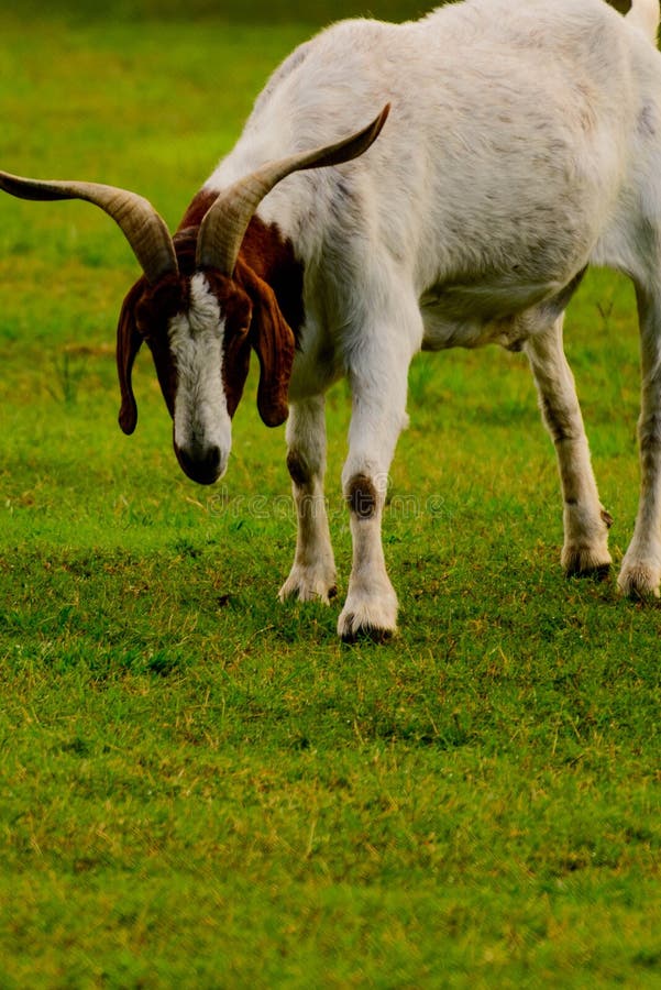 Brown and White Domesticated Goat Stock Photo - Image of domesticated ...