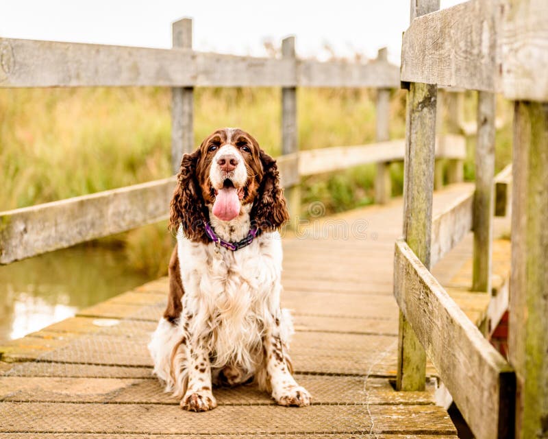 Brown and White English Springer Spaniel Dog Stock Image - Image of ...