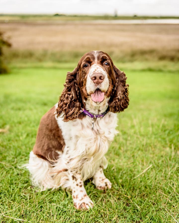 Brown and White English Springer Spaniel Dog Stock Photo - Image of ...