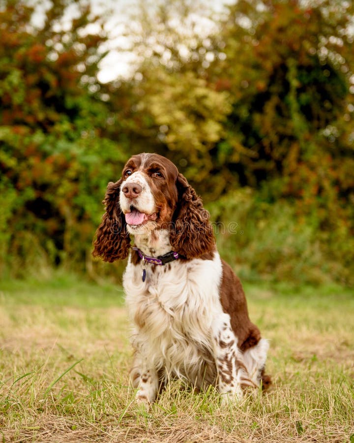 Brown and White English Springer Spaniel Dog Stock Photo - Image of ...
