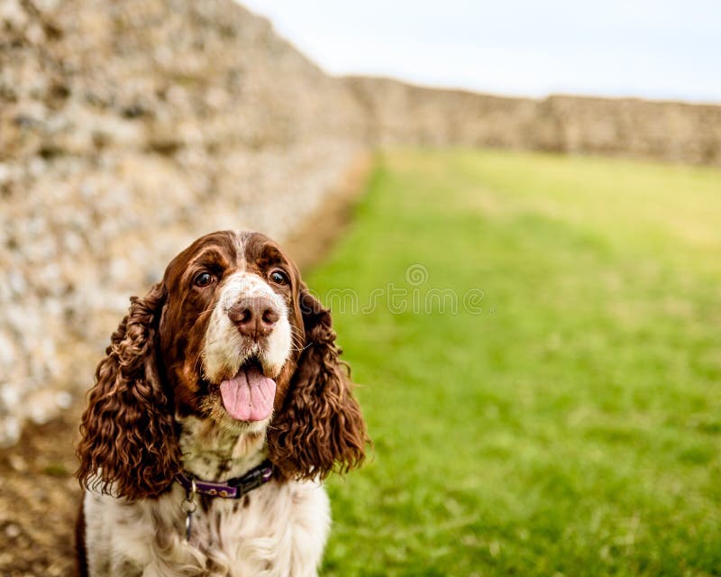 Brown and White English Springer Spaniel Dog Stock Image - Image of ...