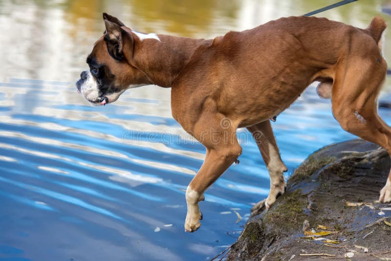 Brown and White German Boxer Stock Photo - Image of funny, lake: 162923298